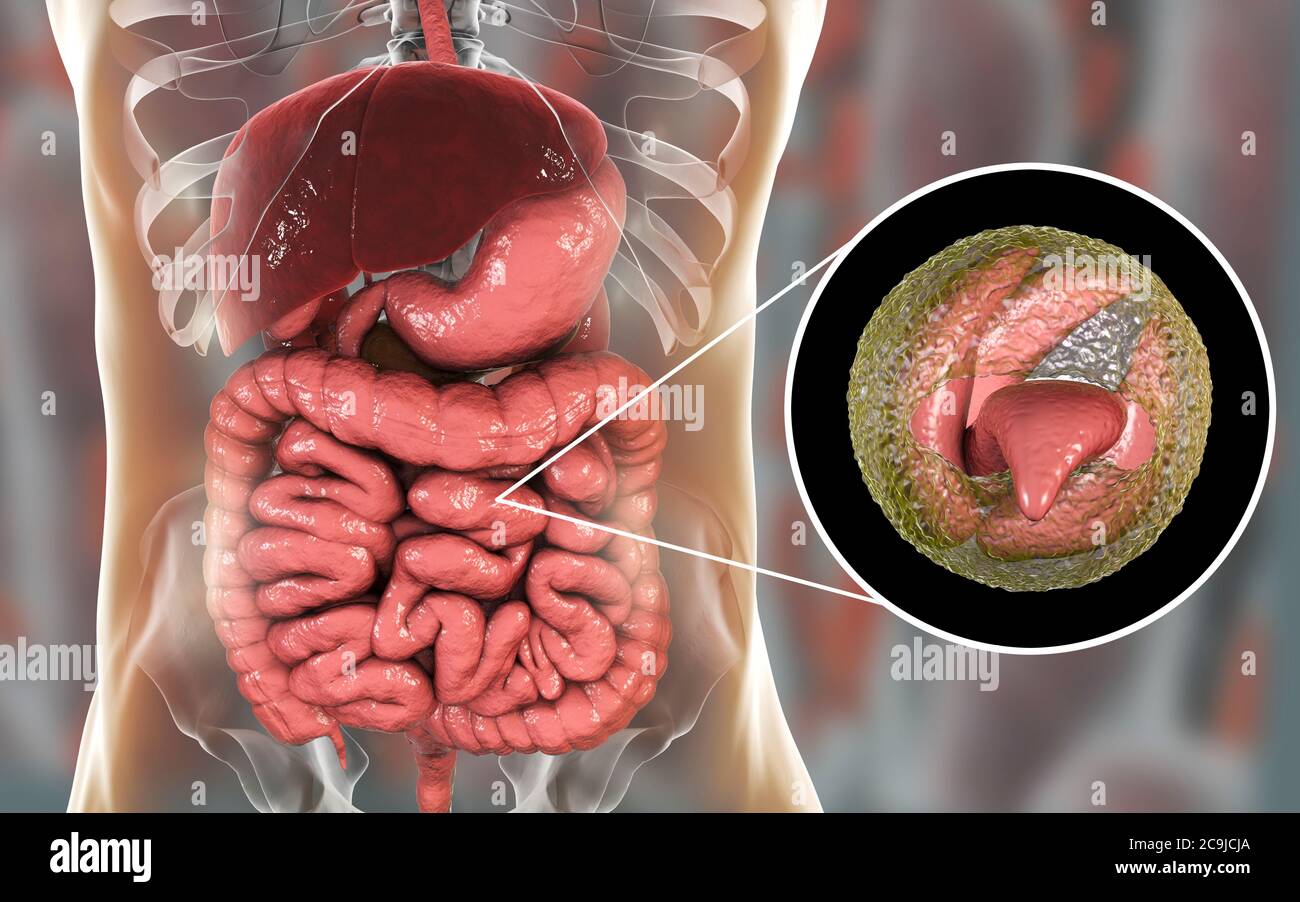Cryptosporidium parvum hi-res stock photography and images - Alamy