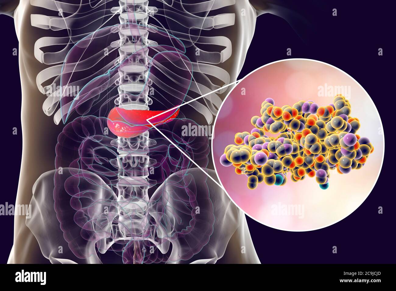 Human pancreas and close-up view of insulin molecule, computer ...
