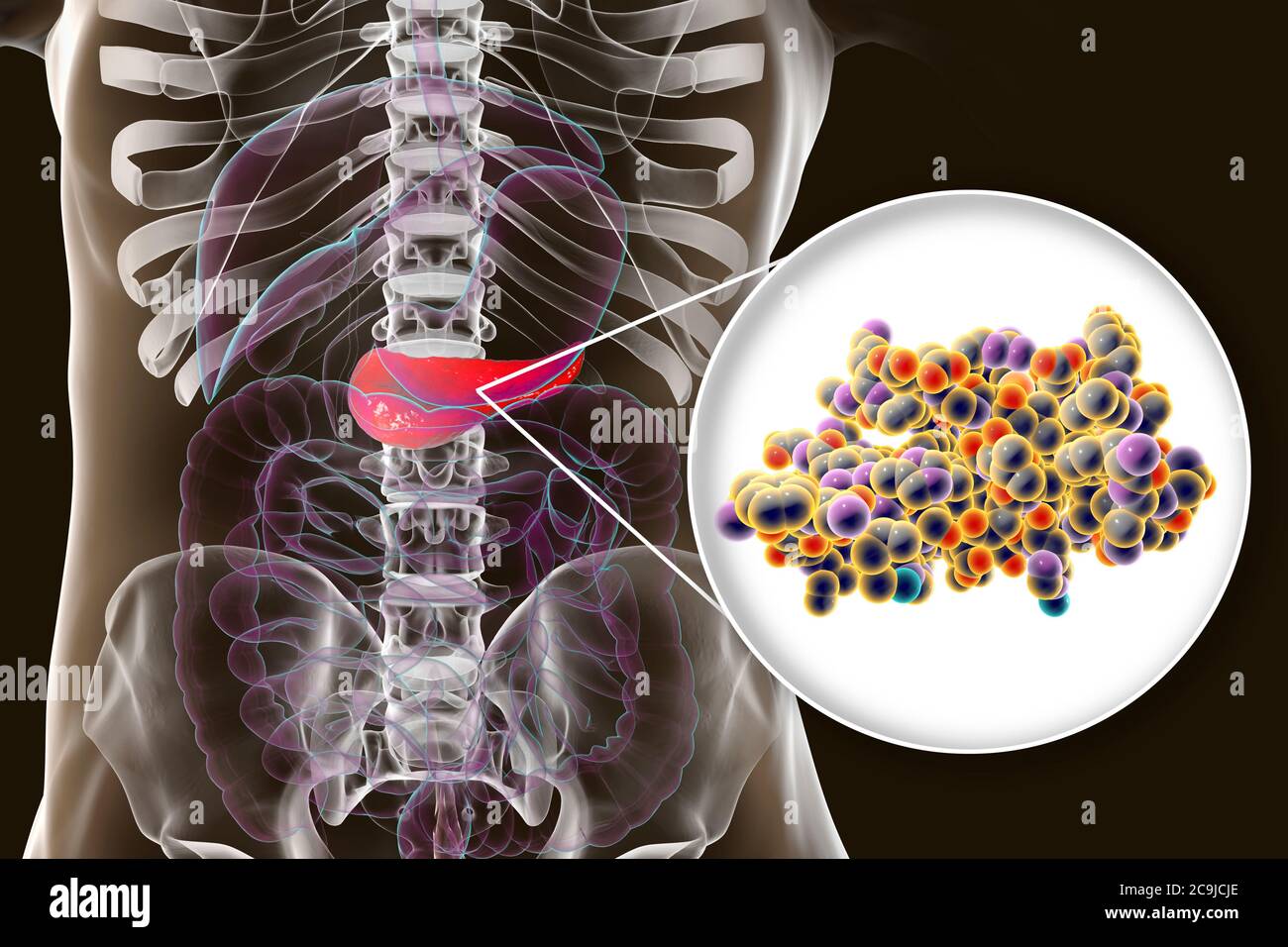 Human pancreas and close-up view of insulin molecule, computer ...