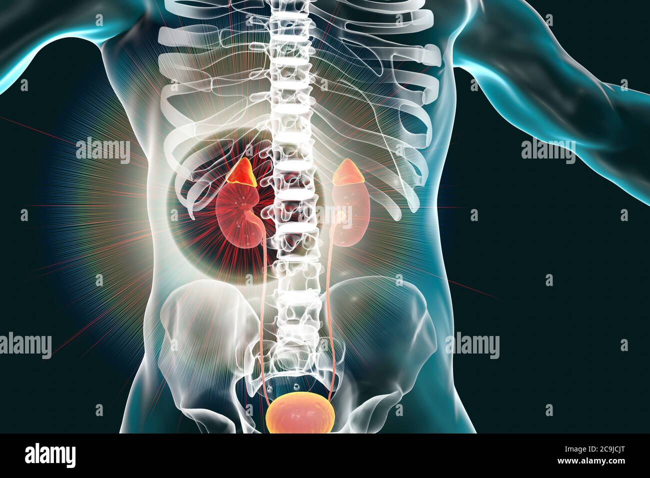 Kidney and adrenal glands highlighted inside human body, computer ...