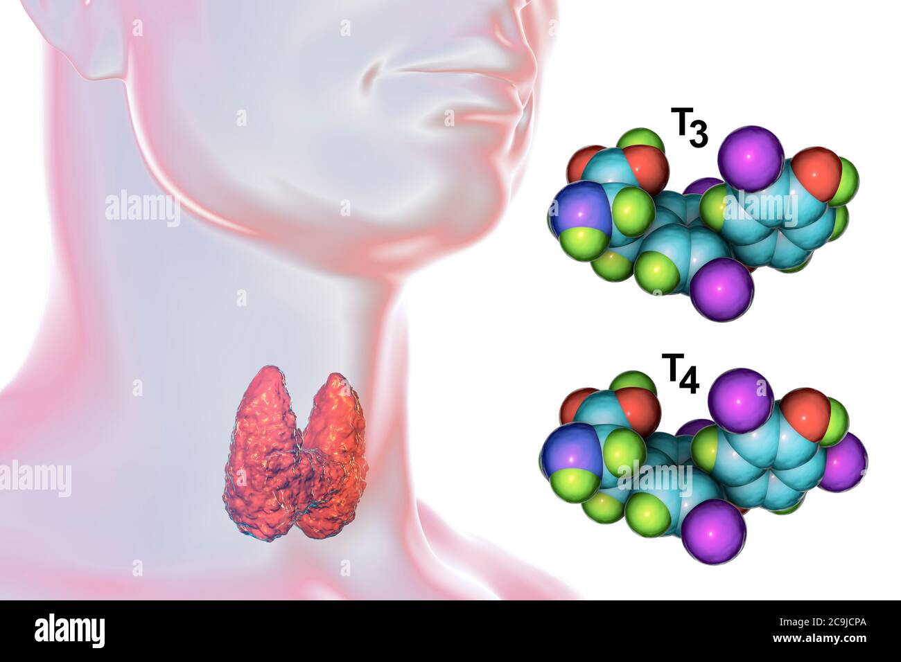 Molecules of thyroid hormones triiodothyronine (T3) and thyroxine (T4 ...