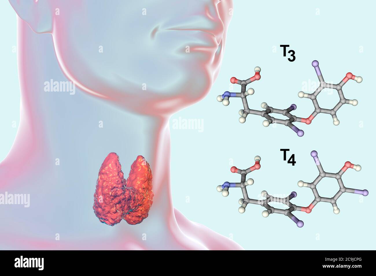 Molecules of thyroid hormones triiodothyronine (T3) and thyroxine (T4 ...