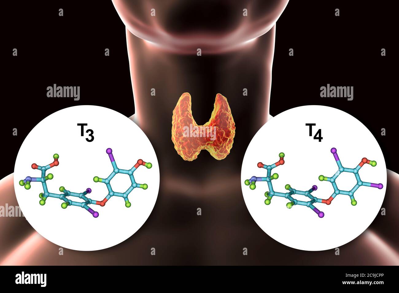 Molecules of thyroid hormones triiodothyronine (T3) and thyroxine (T4 ...