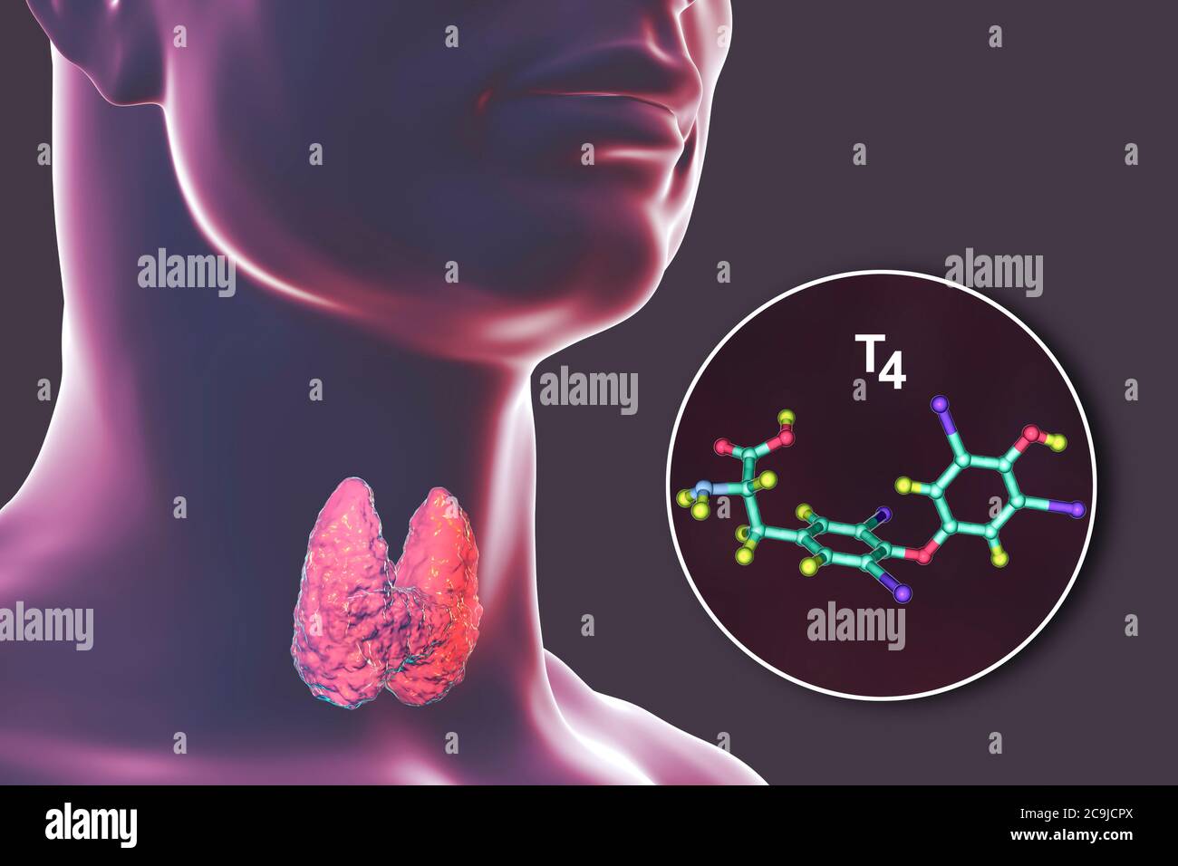 Molecule of thyroxine (T4), a hormone produced by thyroid gland ...