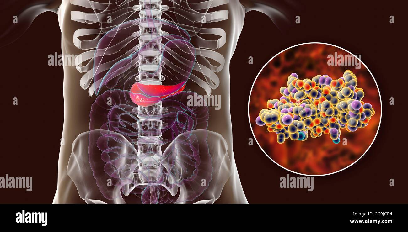 Human pancreas and close-up view of insulin molecule, computer ...
