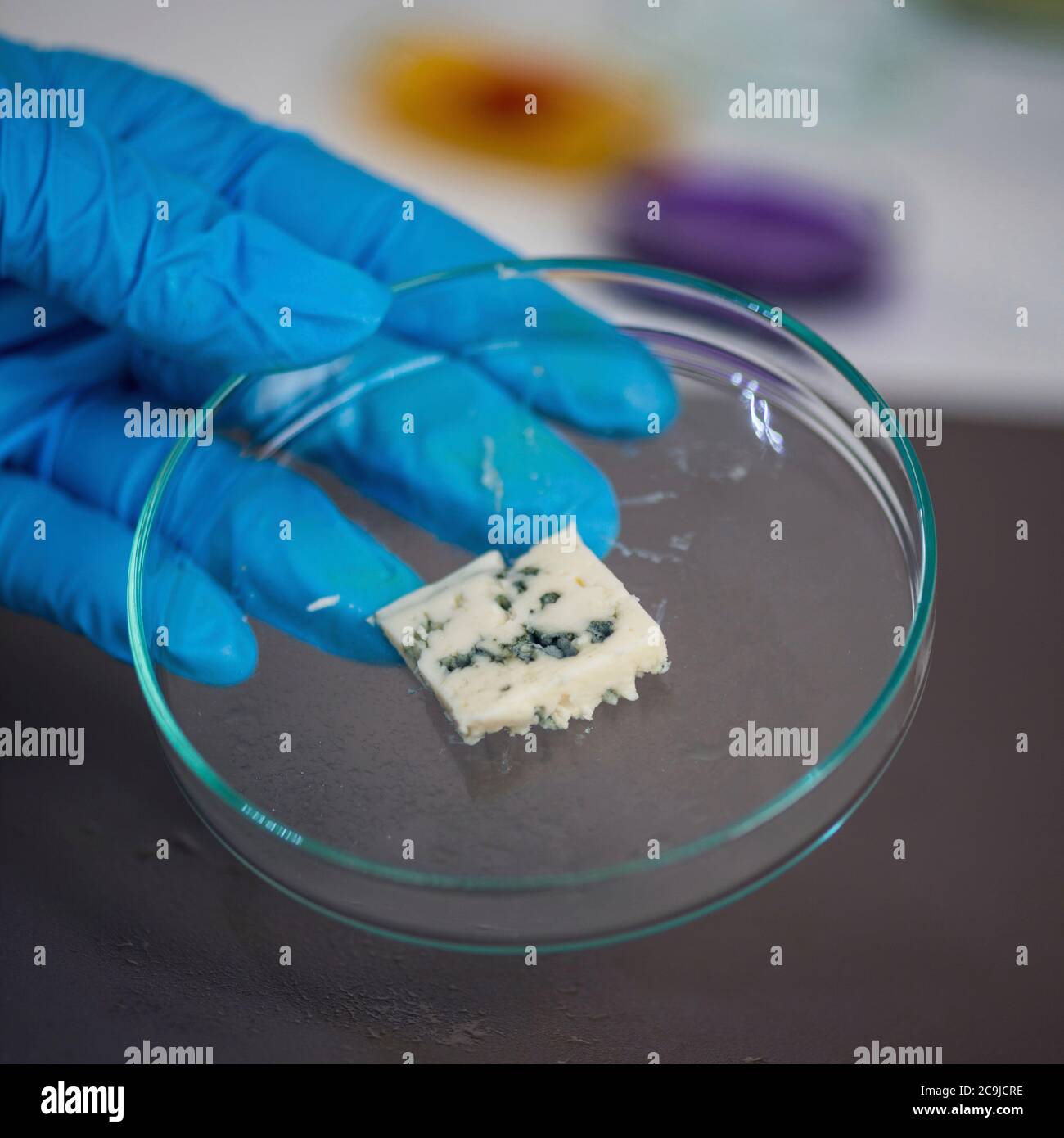 Quality control expert inspecting cheese in the laboratory Stock Photo ...