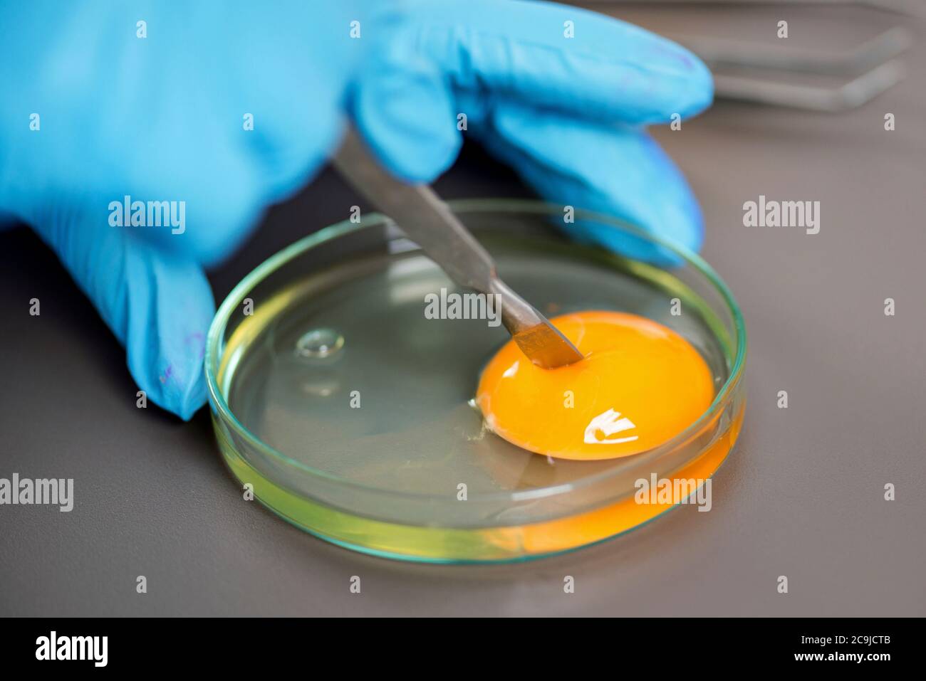 Gm egg hi-res stock photography and images - Alamy