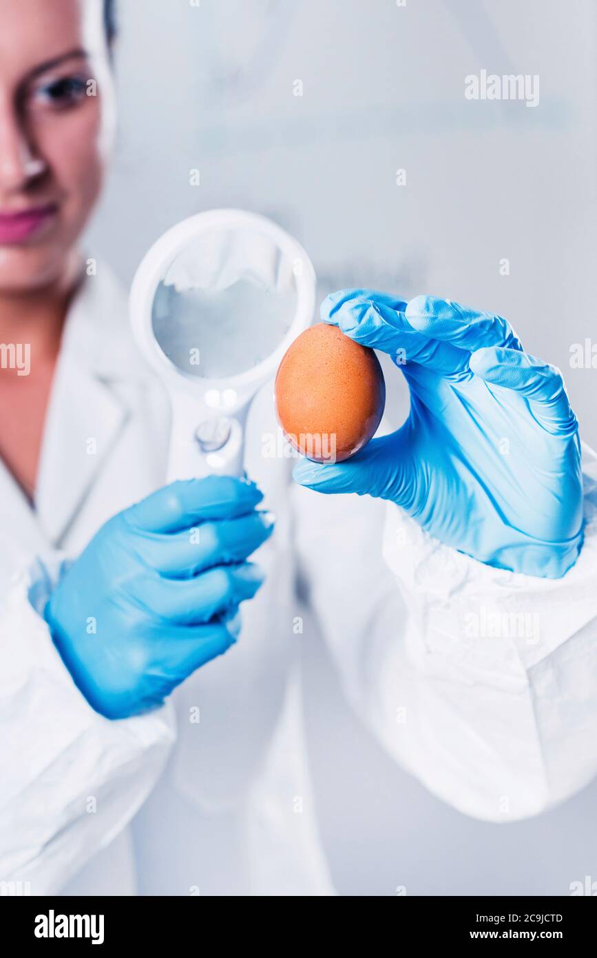 Quality control expert inspecting an egg in the laboratory Stock Photo ...