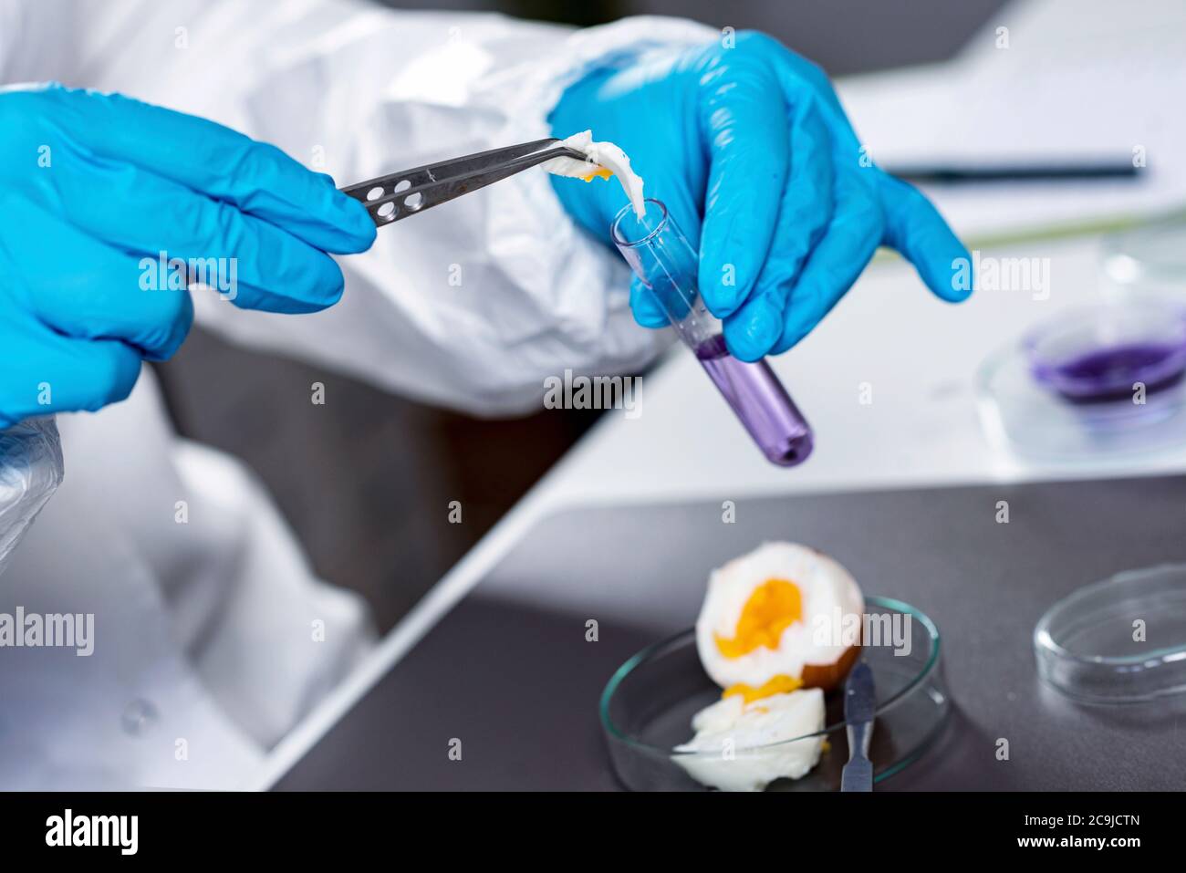 Quality control expert inspecting an egg in the laboratory Stock Photo ...