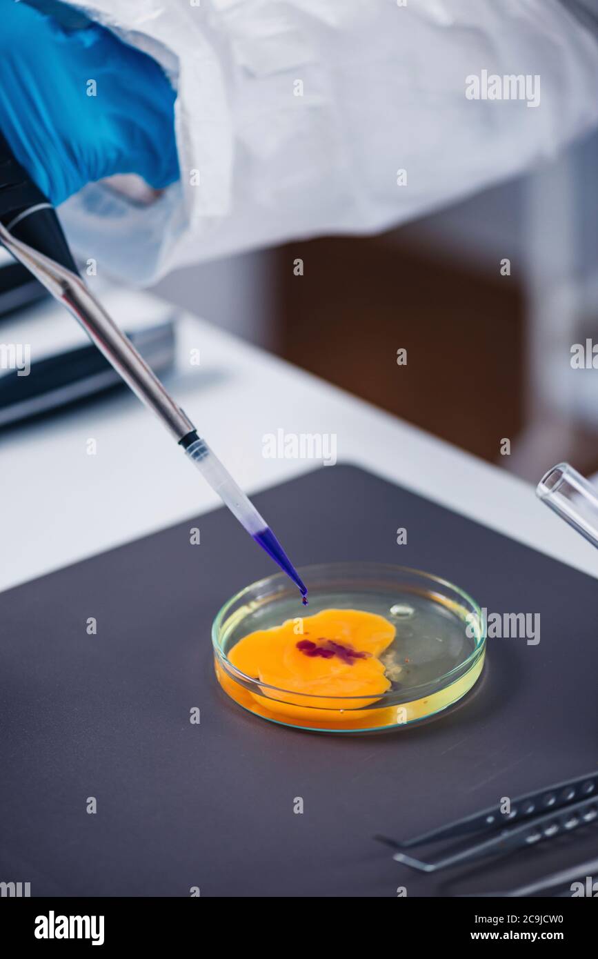 Quality control expert inspecting an egg in the laboratory Stock Photo ...