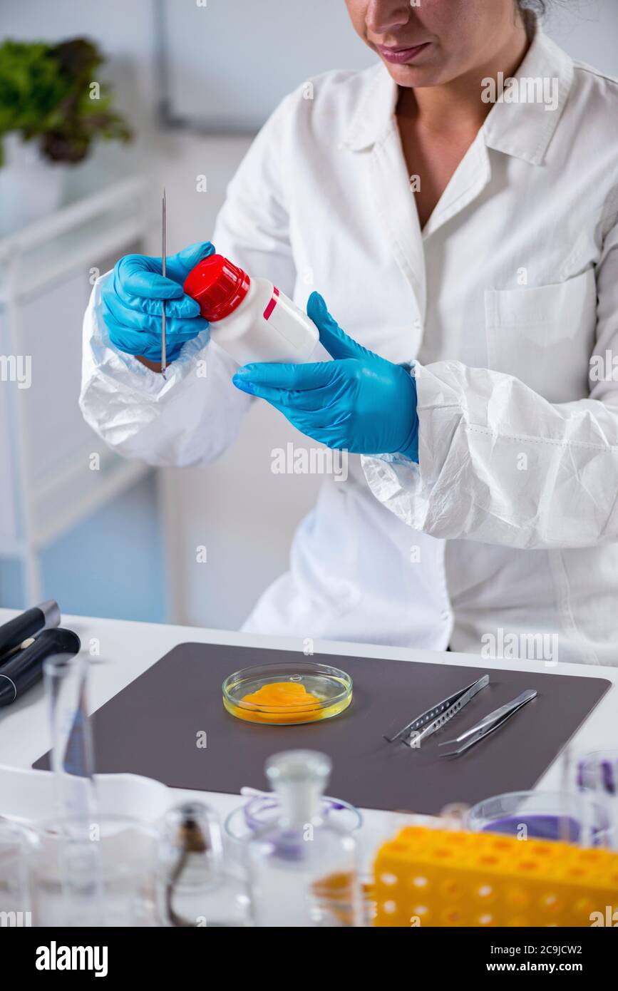 Quality control expert inspecting an egg in the laboratory Stock Photo ...