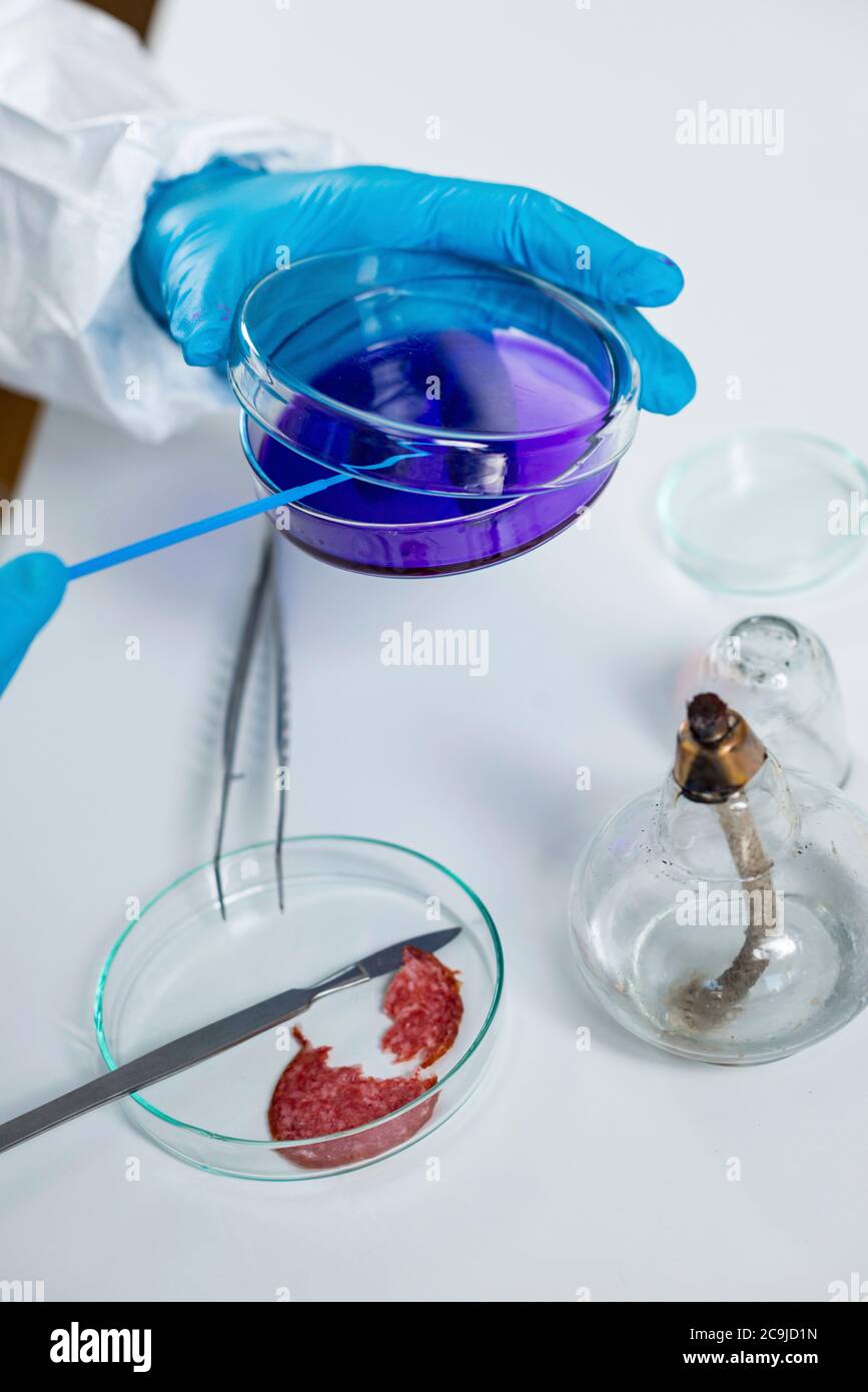Quality control expert inspecting meat products in the laboratory Stock ...