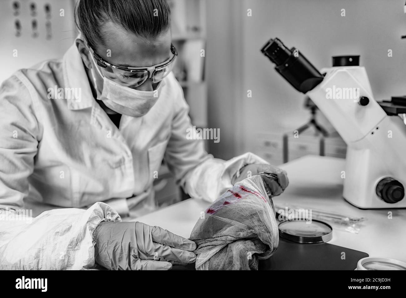 Forensic Science in Laboratory. Forensic analyst examining cloth with ...