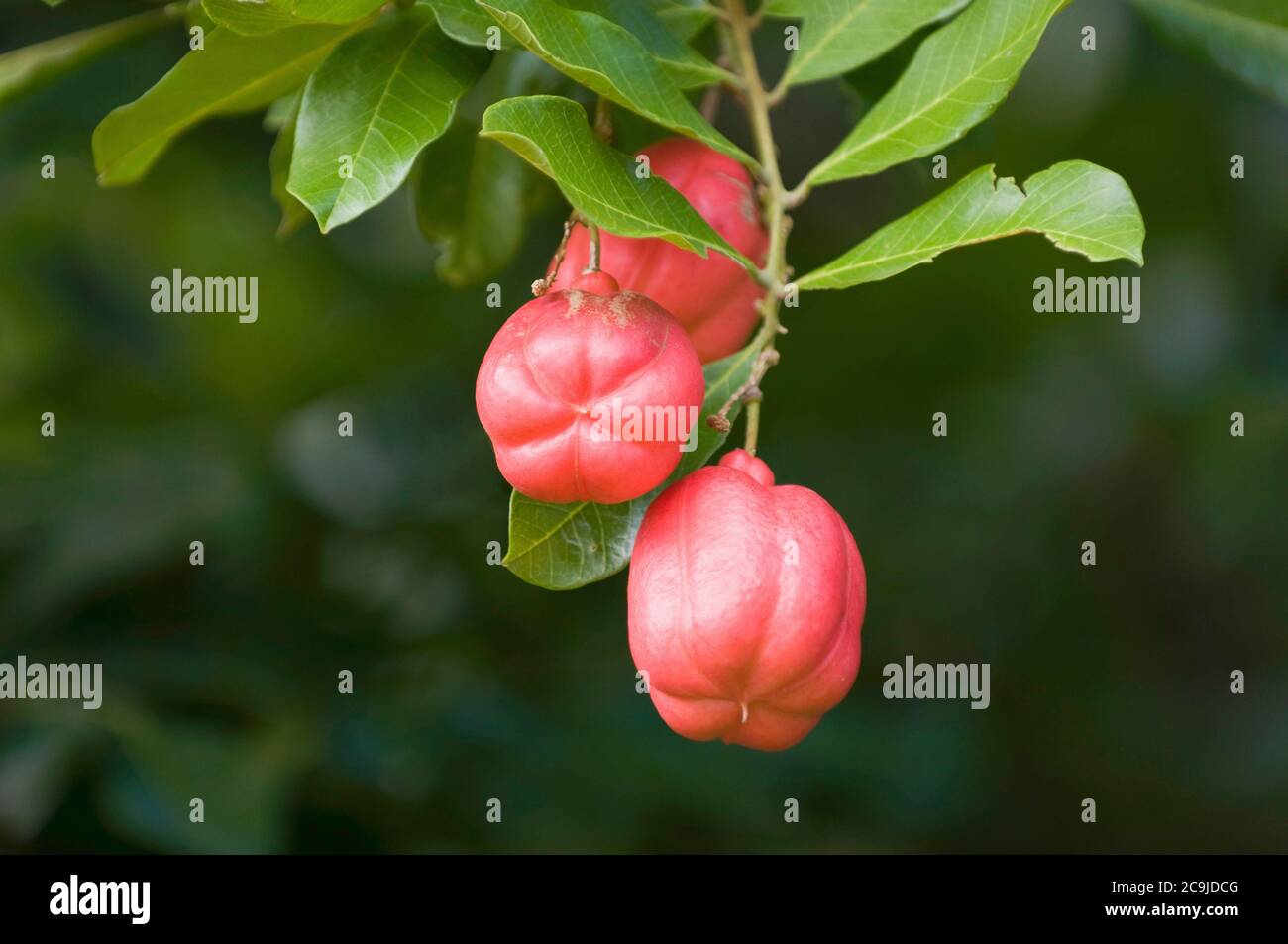Ackee hi-res stock photography and images - Alamy