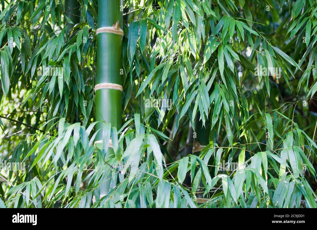 Lush bamboo hi-res stock photography and images - Alamy
