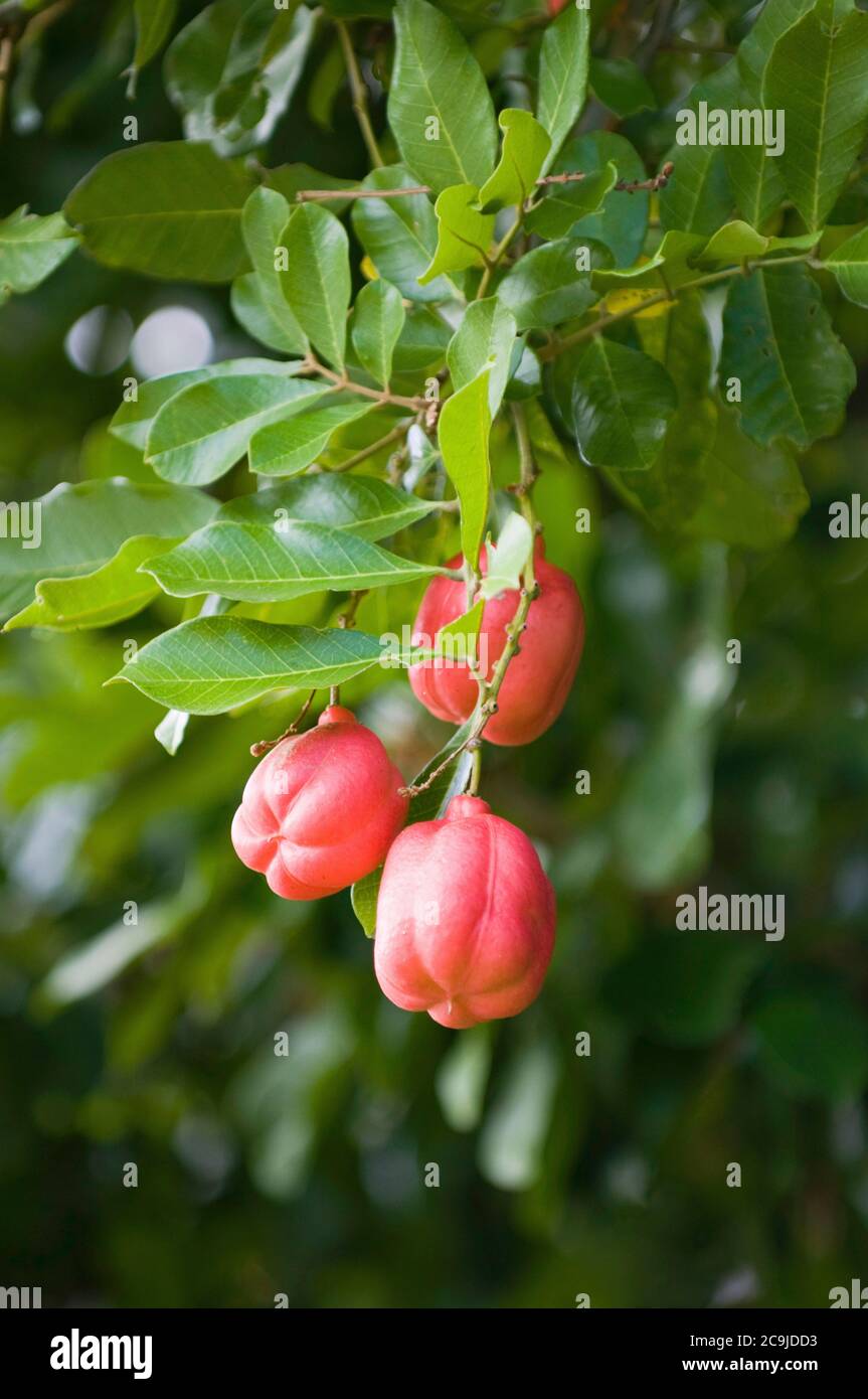 National fruit of jamaica hi-res stock photography and images - Alamy
