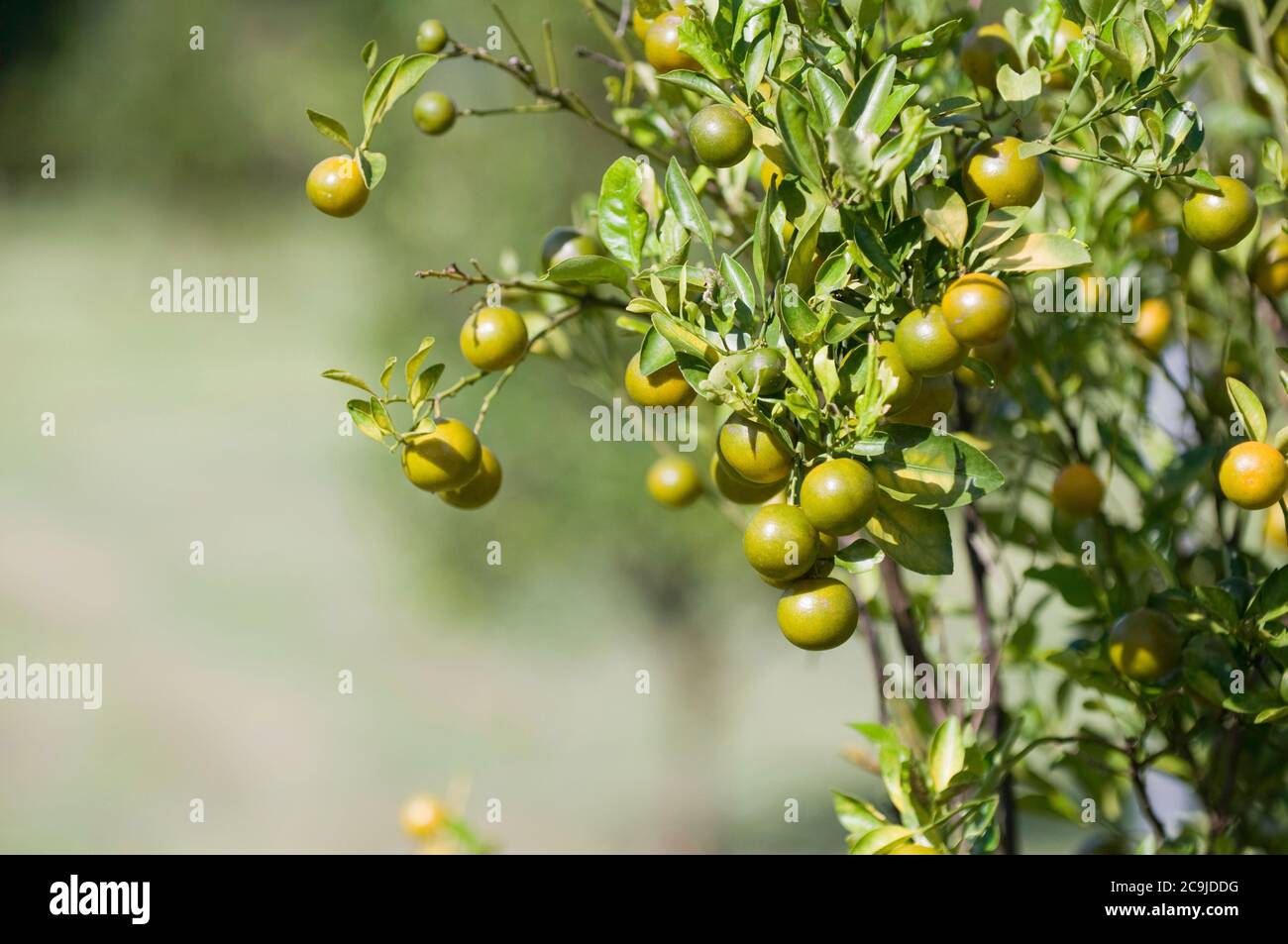 Limes growing on tree lime hi-res stock photography and images - Alamy