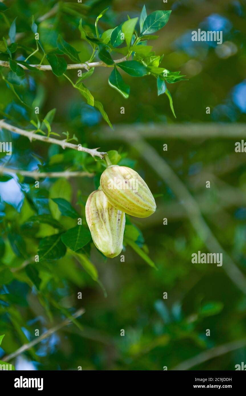 Guajilote (Parmentiera edulis). Tropical fruits native to Mexico and ...
