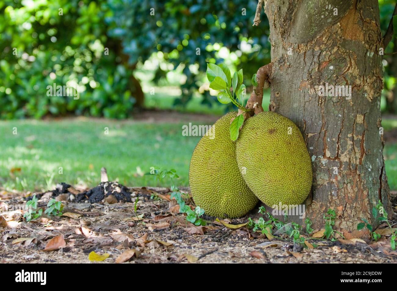 Where does jackfruit come from hi-res stock photography and images - Alamy