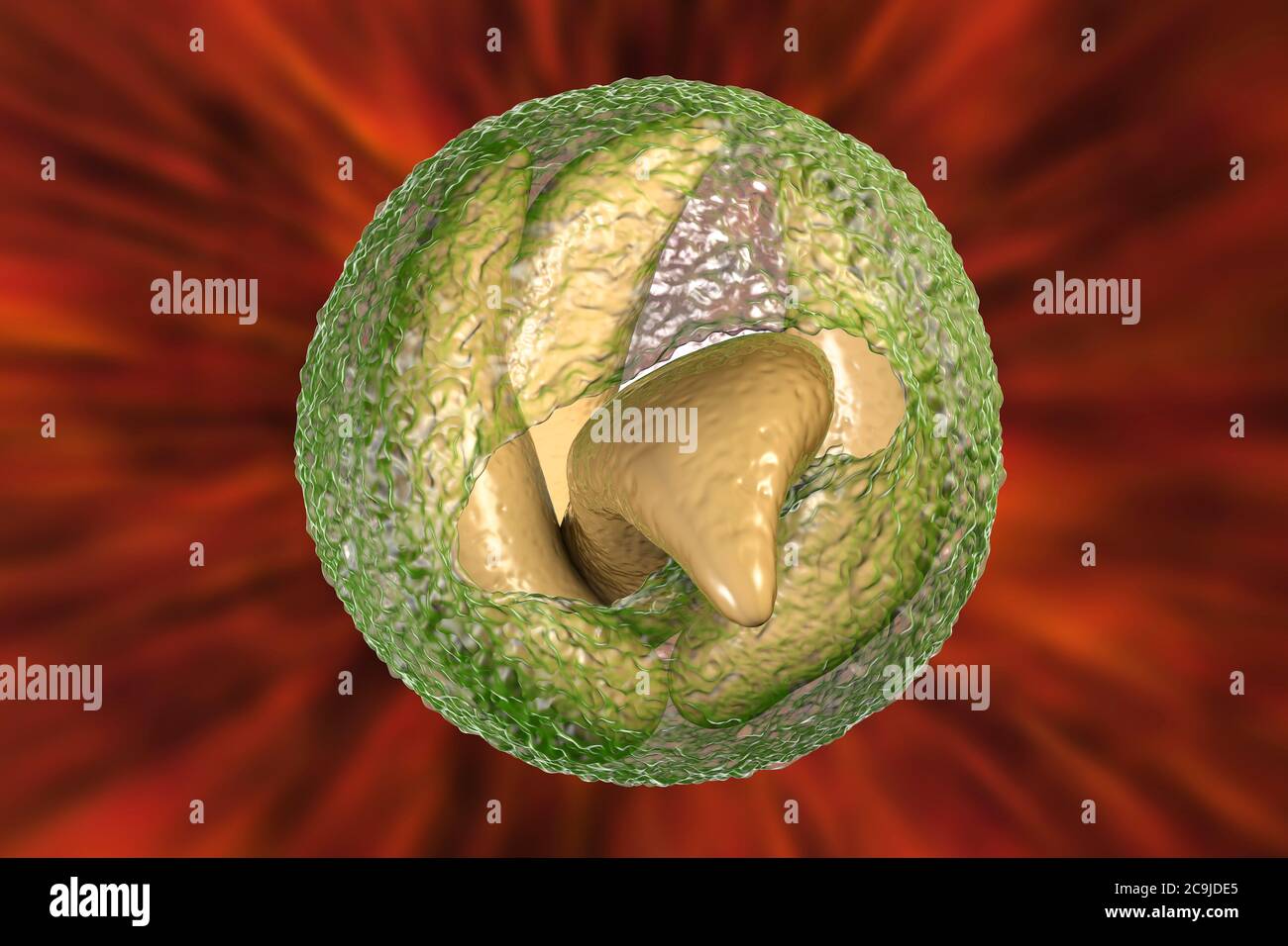 Sporozoites hi-res stock photography and images - Alamy