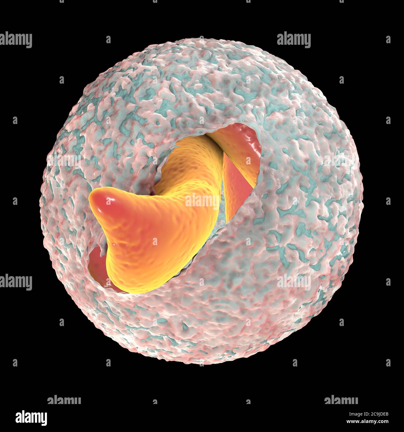 Cryptosporidium Parvum 400x