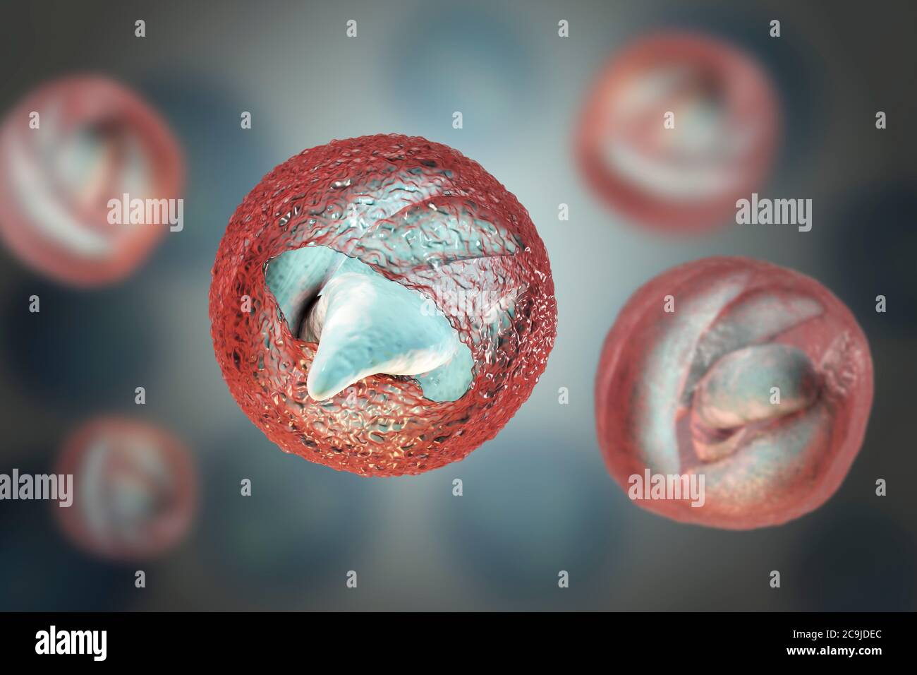 Sporozoites hi-res stock photography and images - Alamy