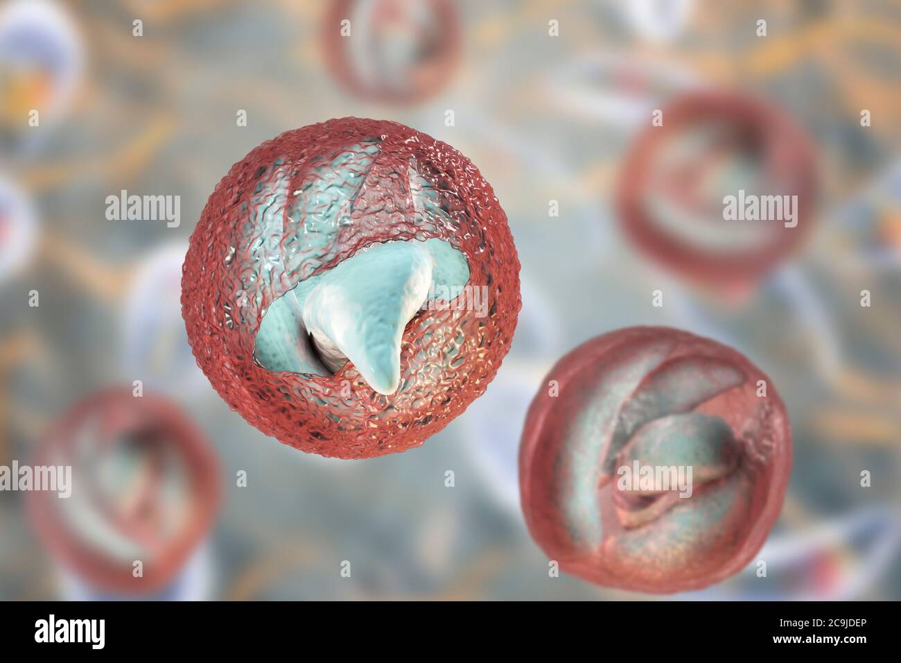 Sporozoites hi-res stock photography and images - Alamy