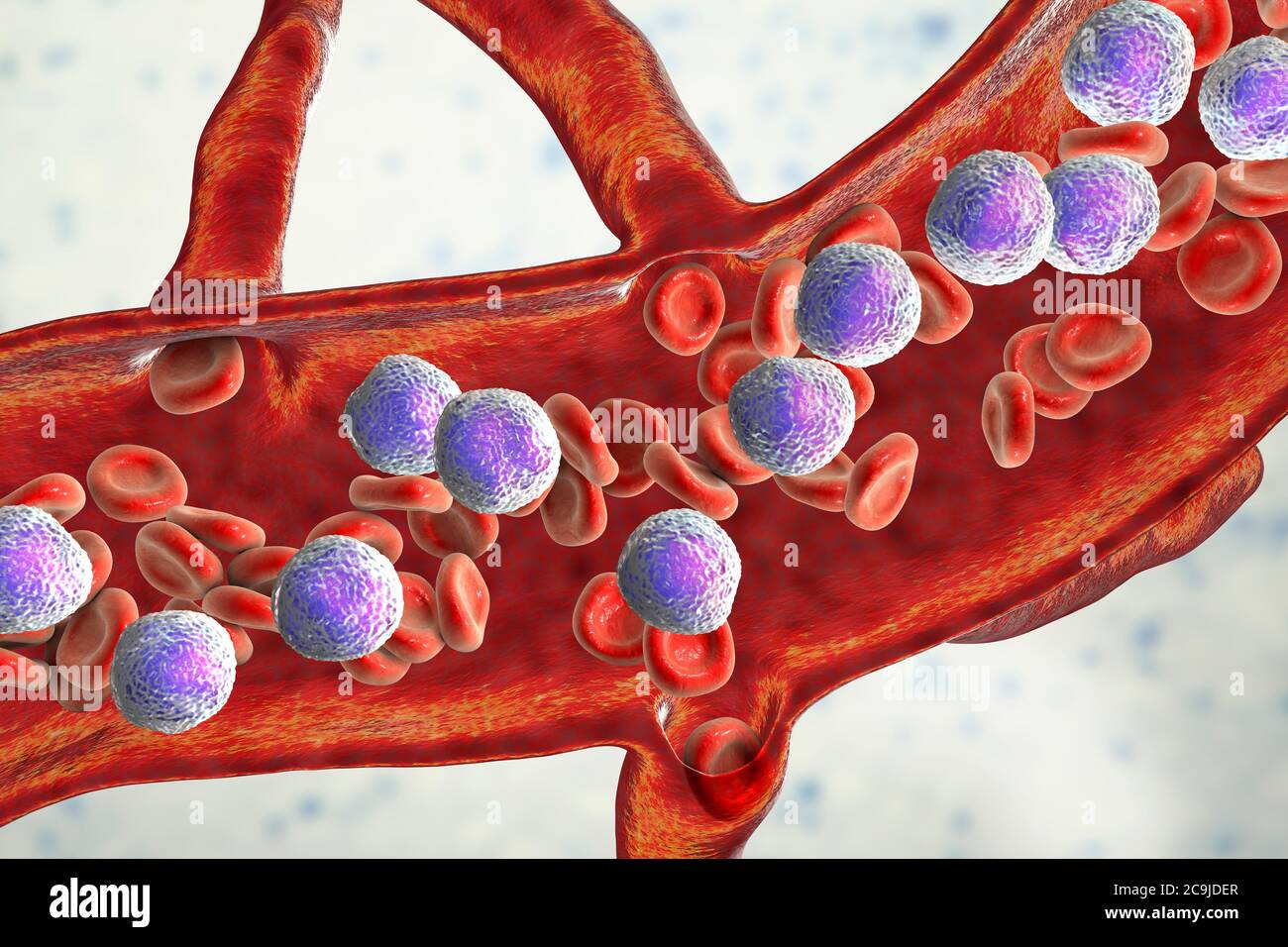 Cross section of a blood vessel hi-res stock photography and images - Alamy