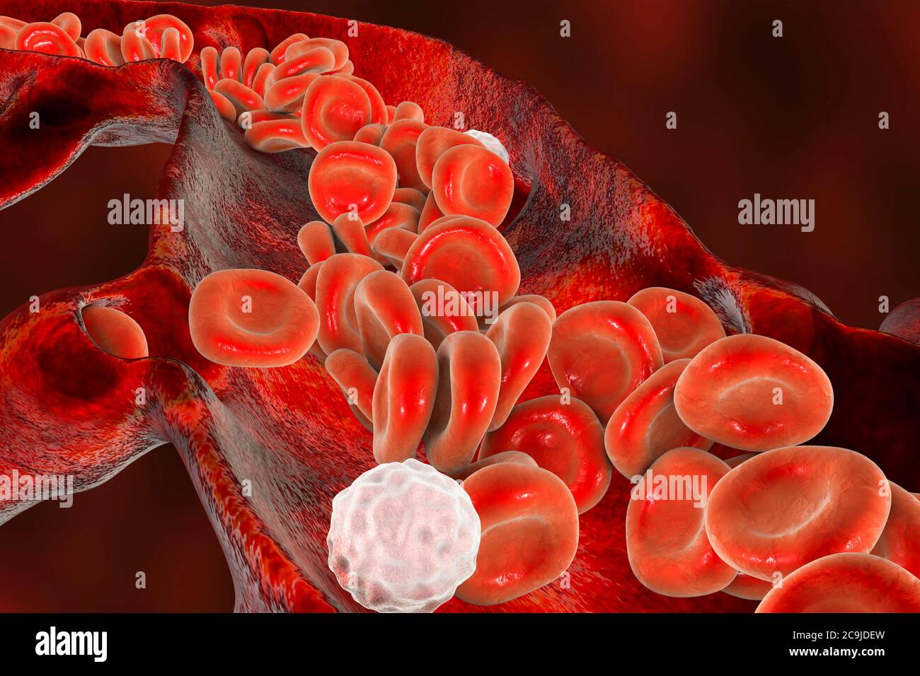 Red blood cells and leukocytes, cross-section of a blood vessel ...