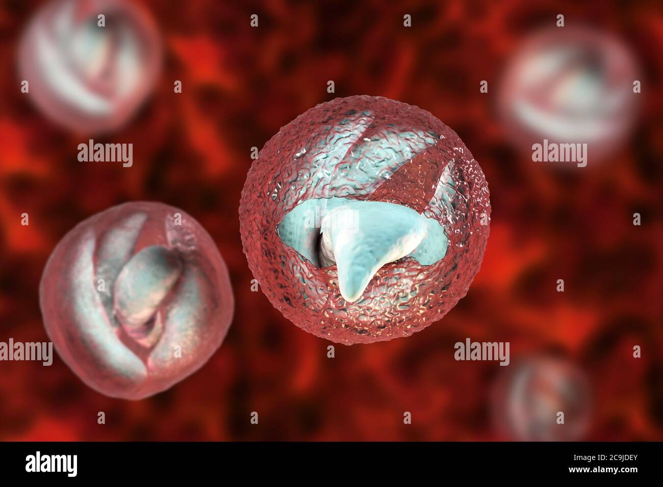 Sporozoites hi-res stock photography and images - Alamy