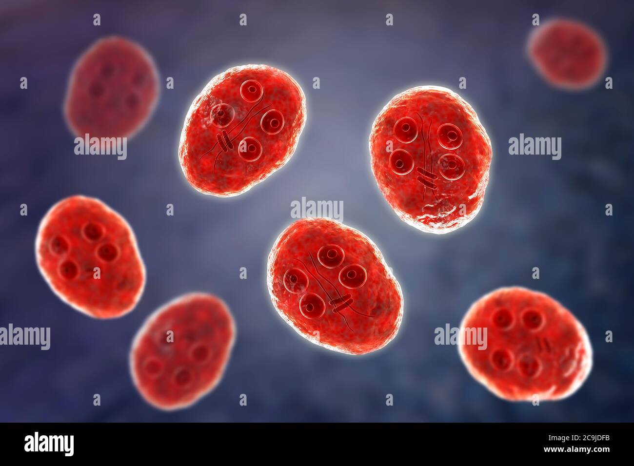 Cyst of Giardia intestinalis protozoan, formerly known as G. lamblia or ...