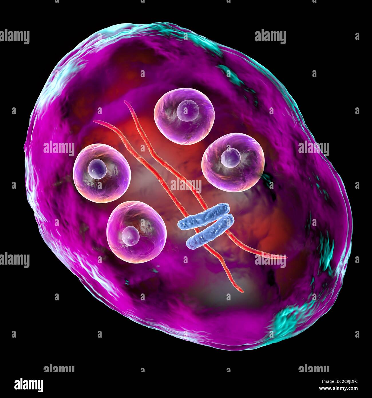 Cyst of Giardia intestinalis protozoan, formerly known as G. lamblia or ...