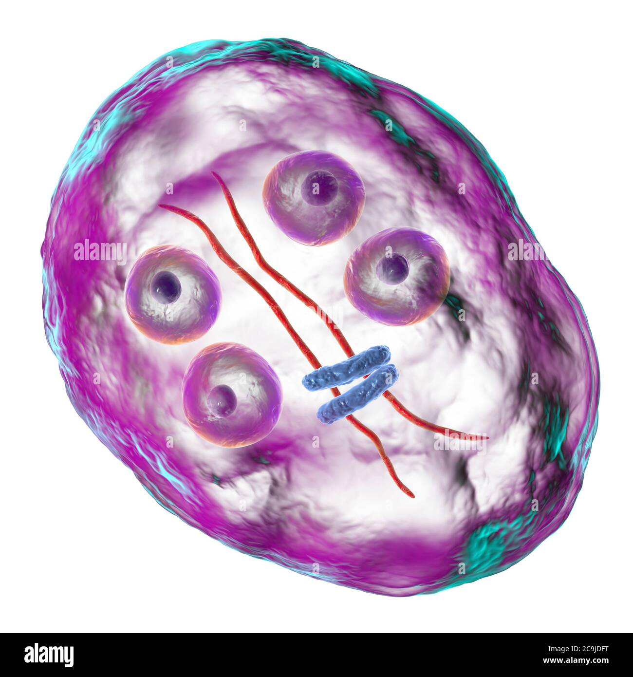 Cyst of Giardia intestinalis protozoan, formerly known as G. lamblia or ...