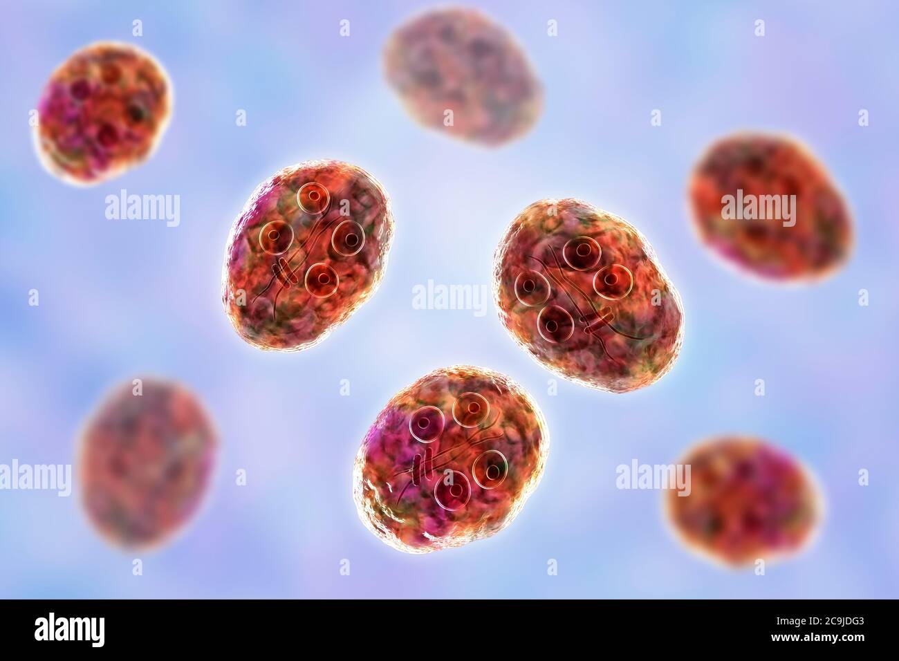 Cyst of Giardia intestinalis protozoan, formerly known as G. lamblia or ...