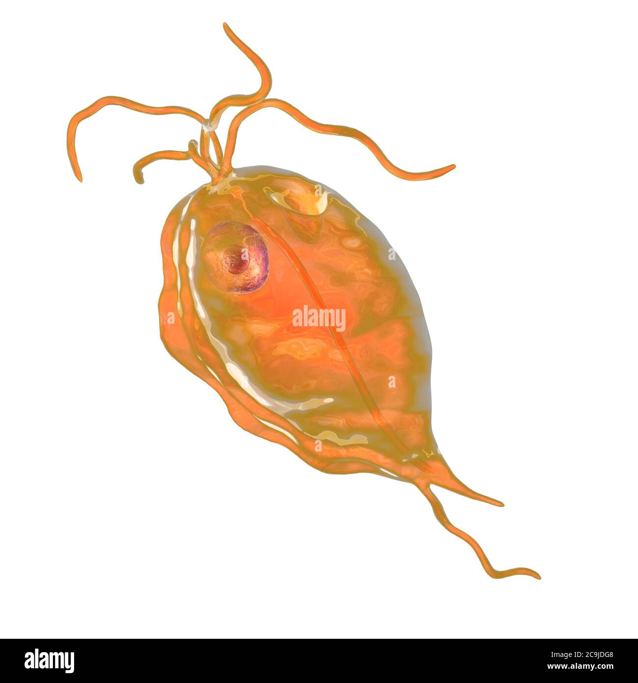 Trichomonas Hominis Troph