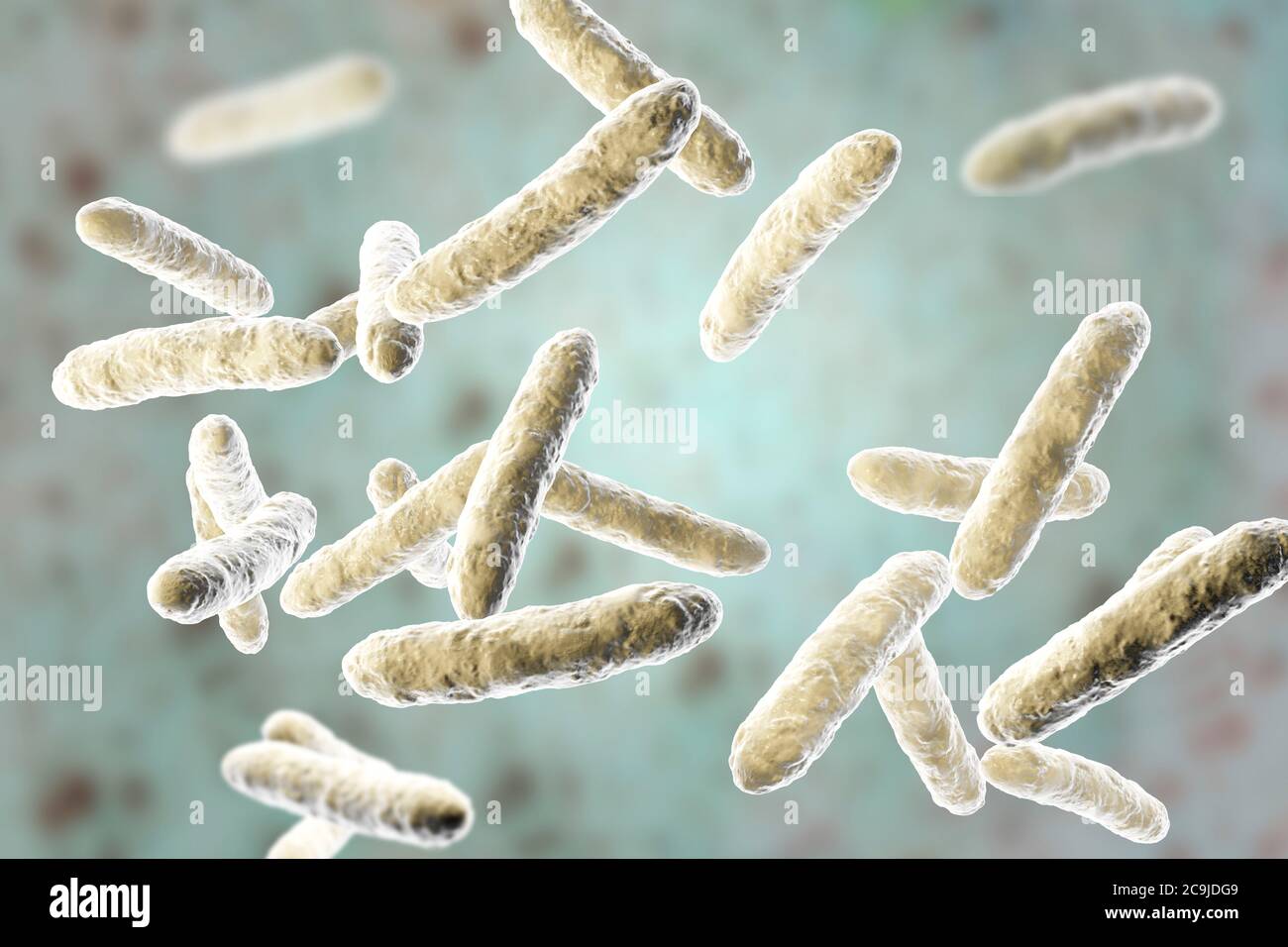 Probiotic bacteria, normal intestinal microbiota, computer illustration ...