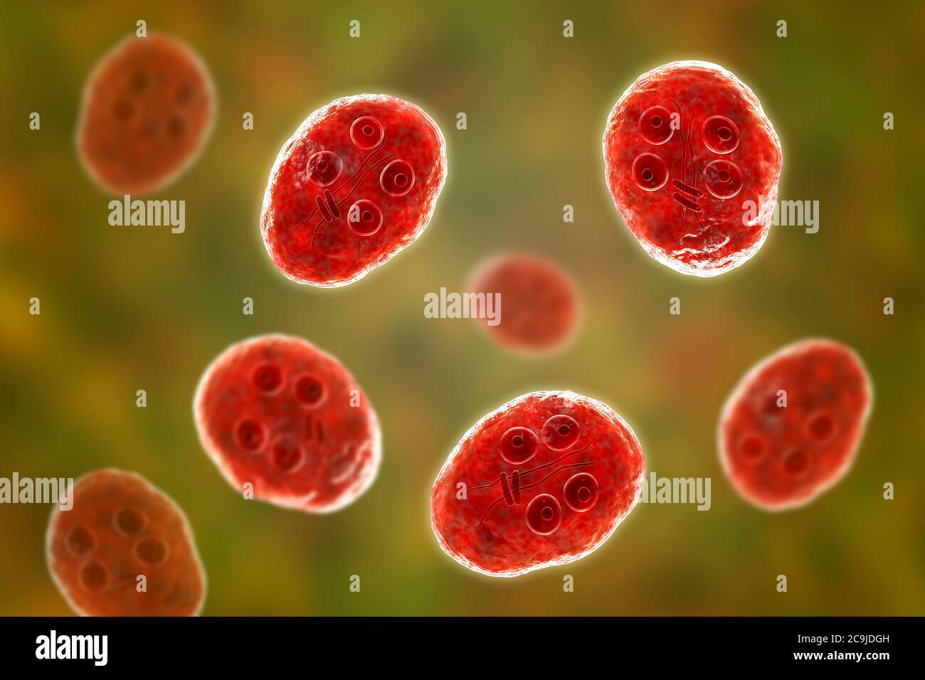 Cyst of Giardia intestinalis protozoan, formerly known as G. lamblia or ...