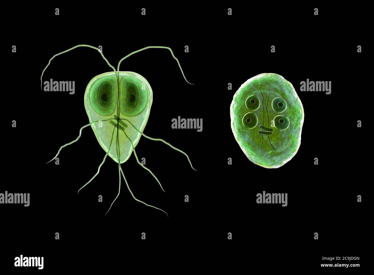 Giardia Lamblia Trophozoite And Cyst Giardia Lamblia | Description,
