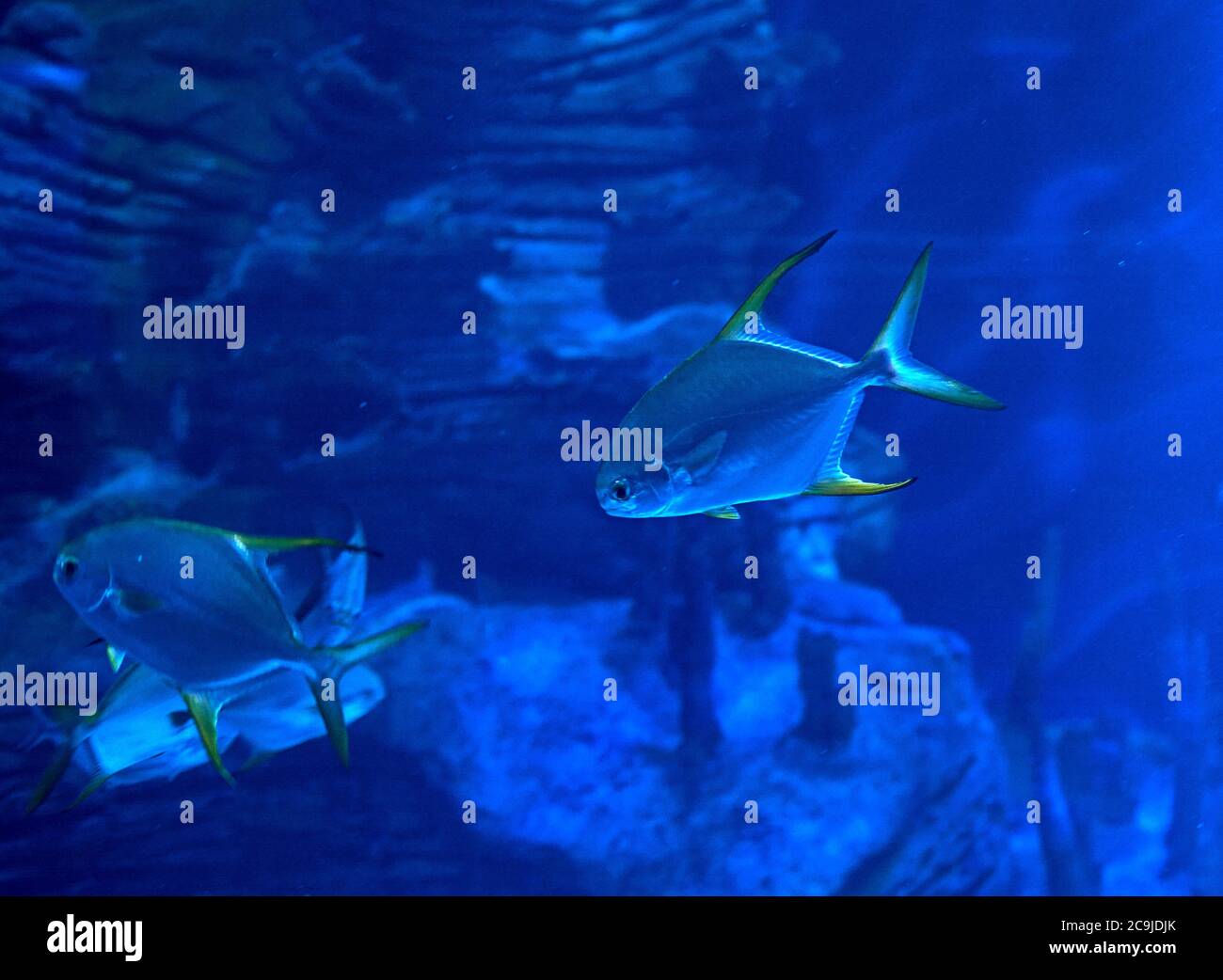 Golden fin fish swimming in the sea, rock, lit, blue Stock Photo - Alamy