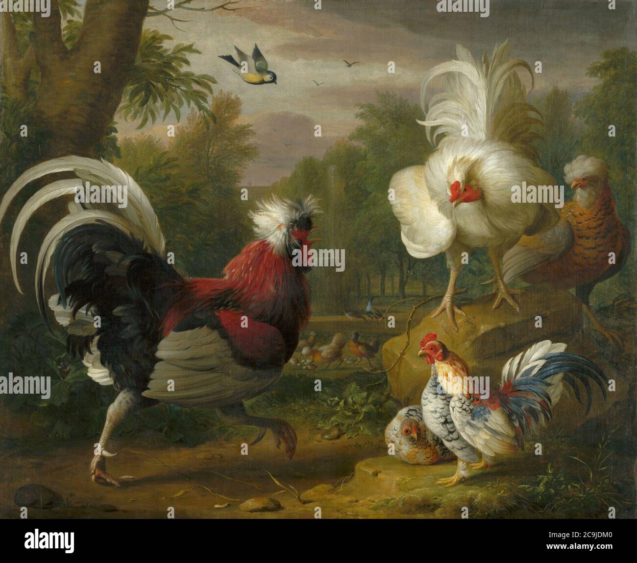 Cockrels hi-res stock photography and images - Alamy