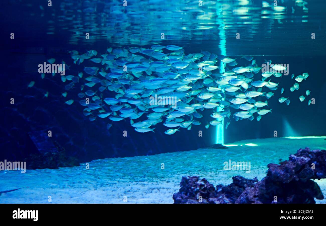 10 Fish Swimming Together