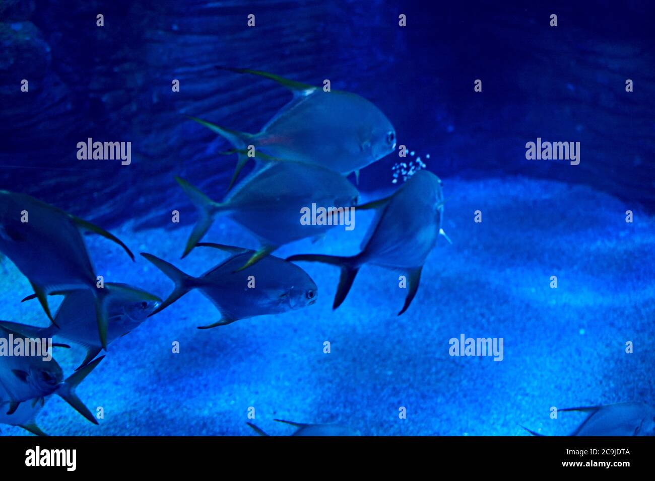 Golden fin fish swimming in the sea, rock, lit, blue Stock Photo - Alamy