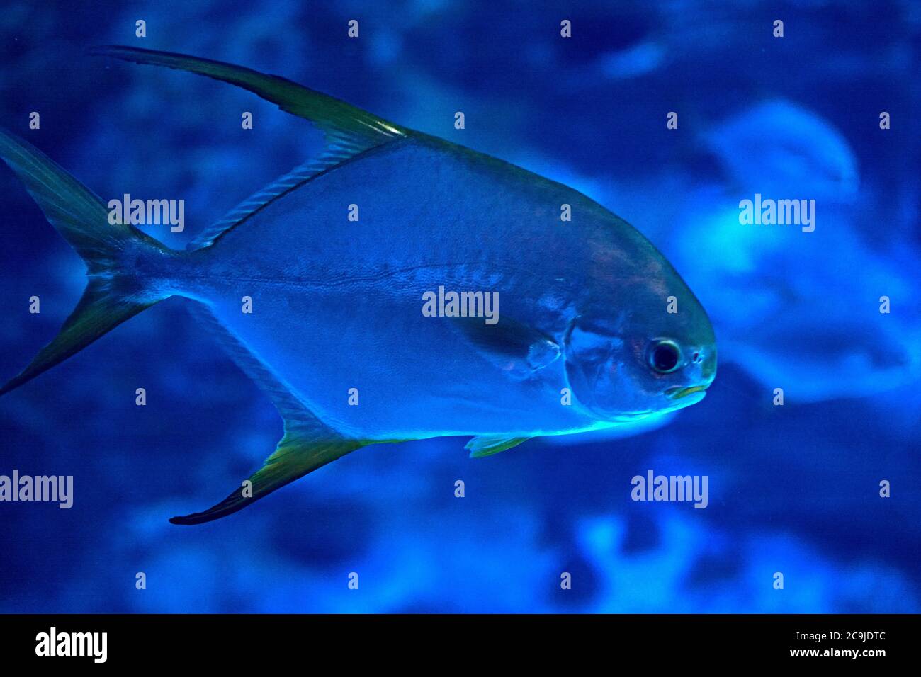 Golden fin fish swimming in the sea, rock, illuminated, blue Stock ...