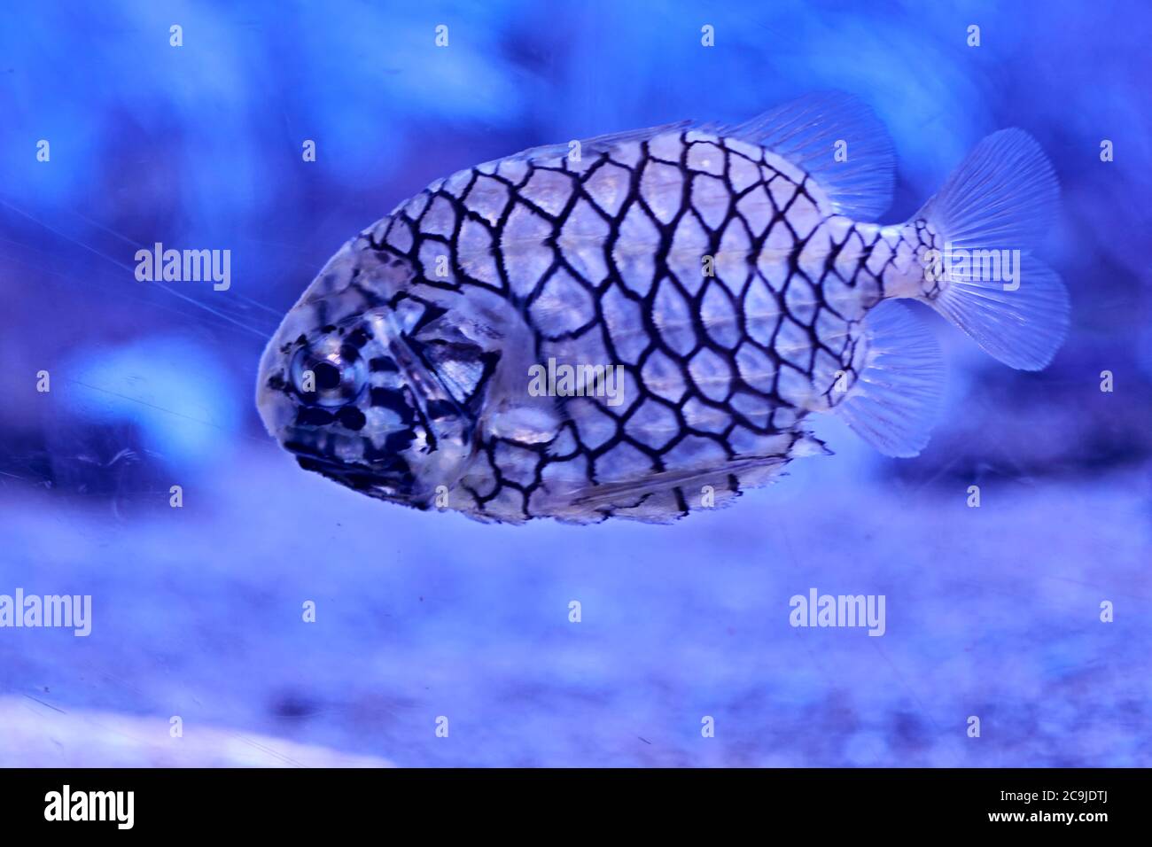 Pineapple fish swimming in the sea, algae, rocks, luminosity, ocean ...