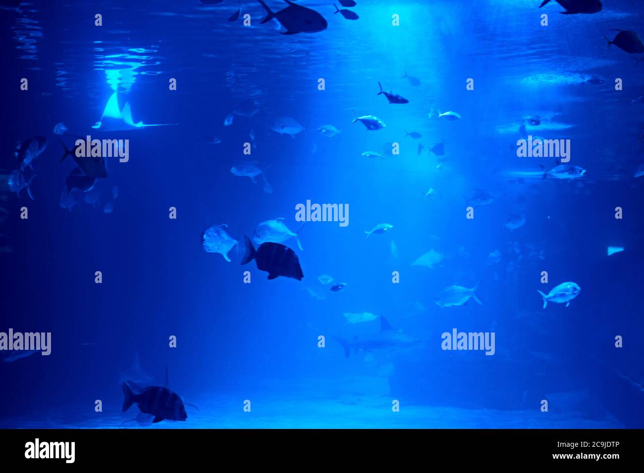 Set of goldfish in the ocean, clear sand, sea bottom Stock Photo - Alamy