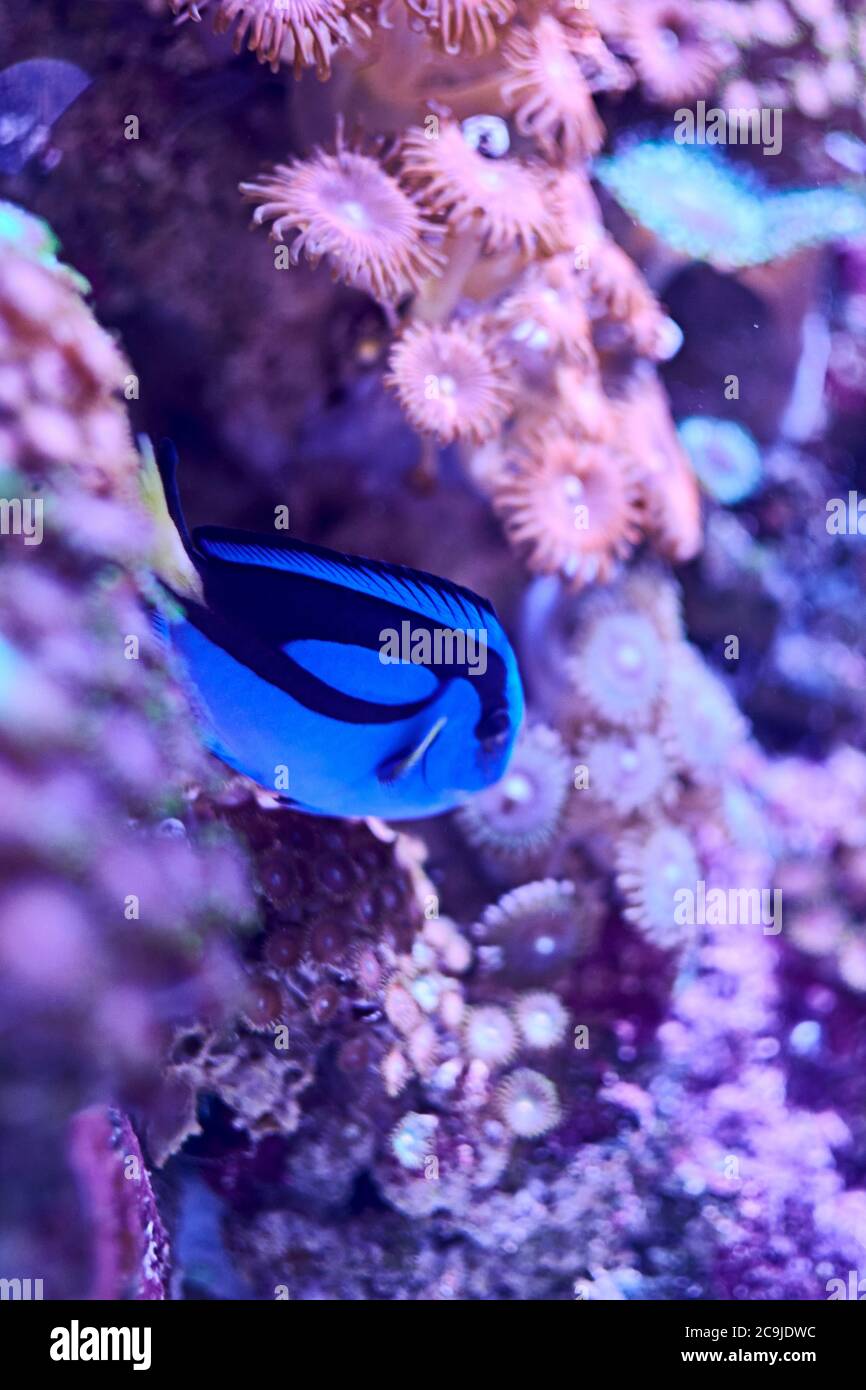 Powder Blue Surgeonfish Aquarium High Resolution Stock Photography and ...