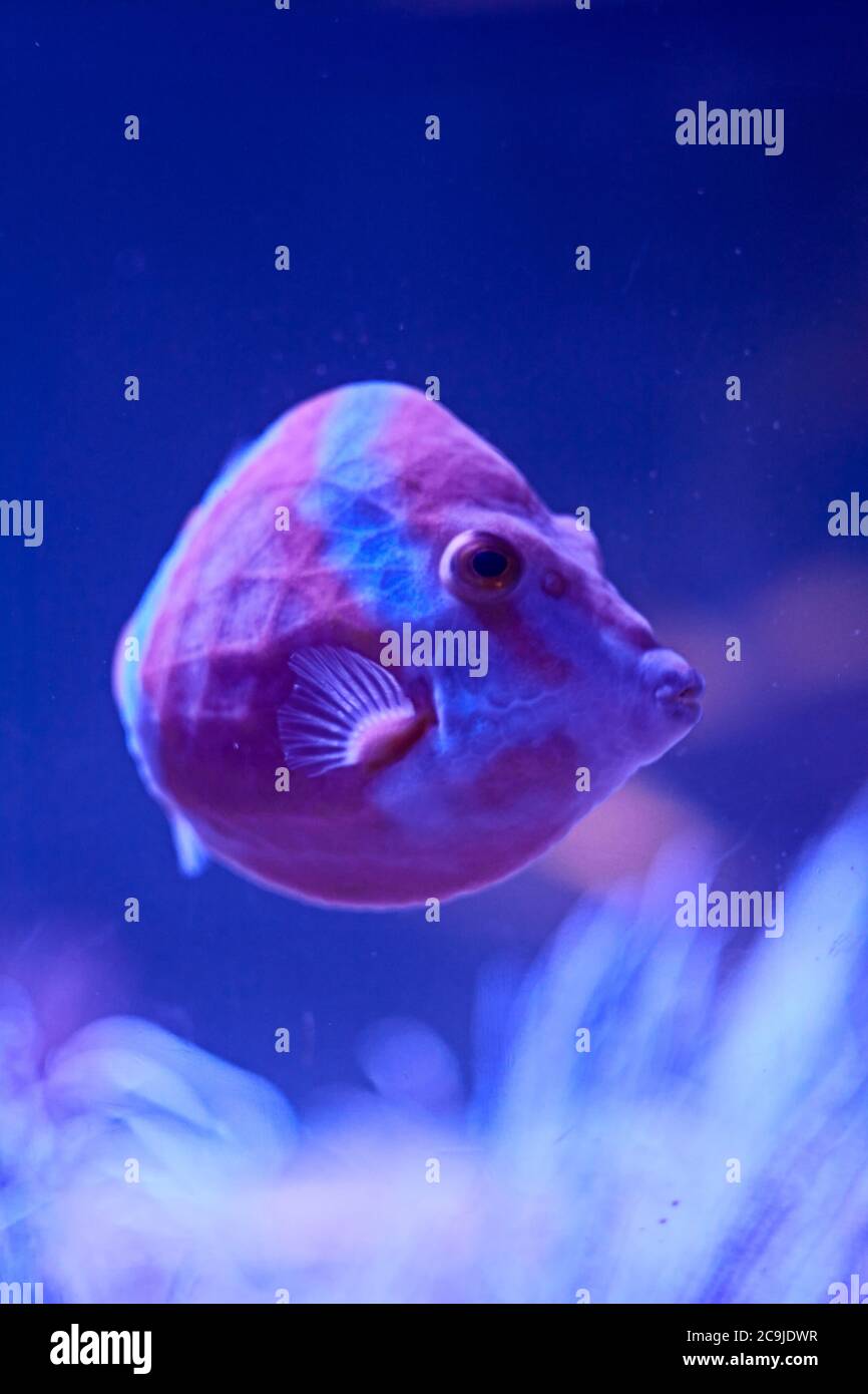 Raor fish hi-res stock photography and images - Alamy