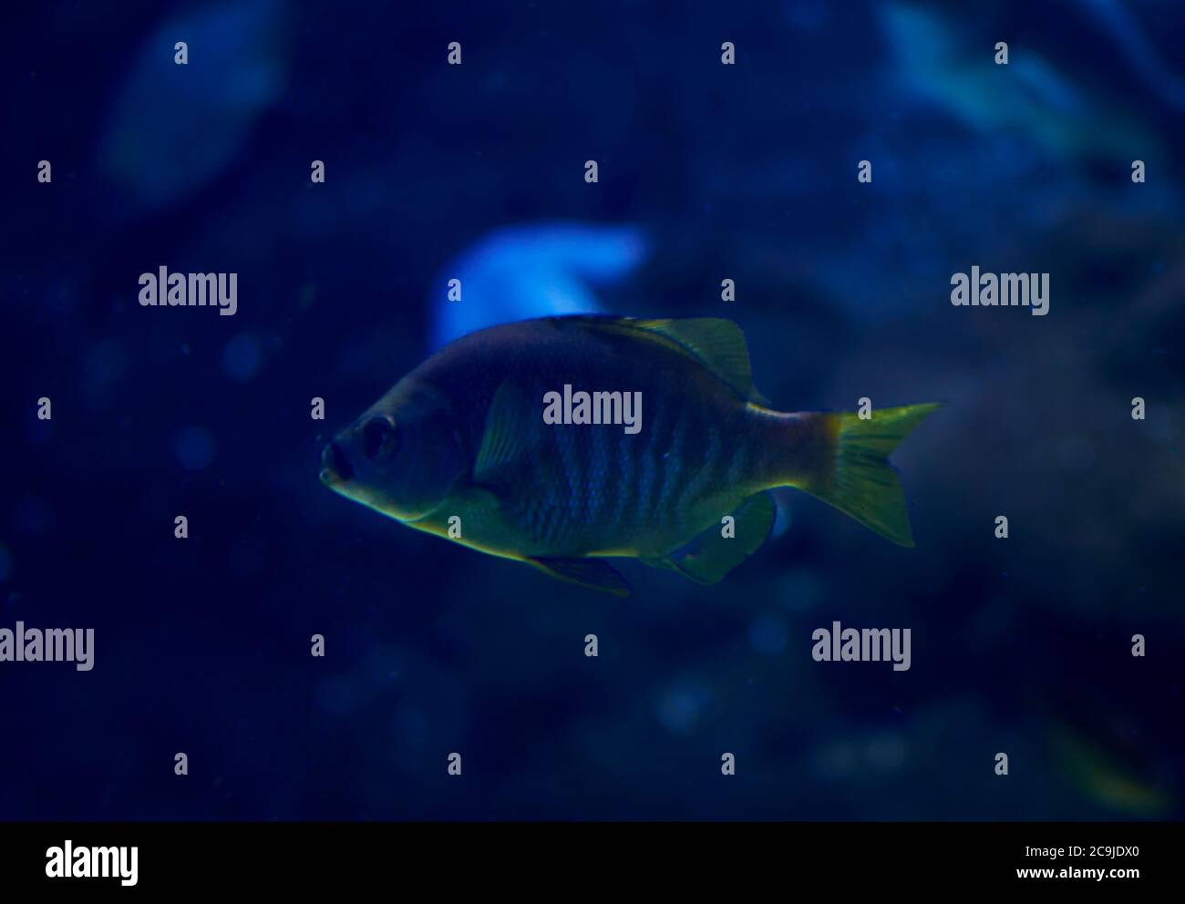 Luminous fish hi-res stock photography and images - Alamy