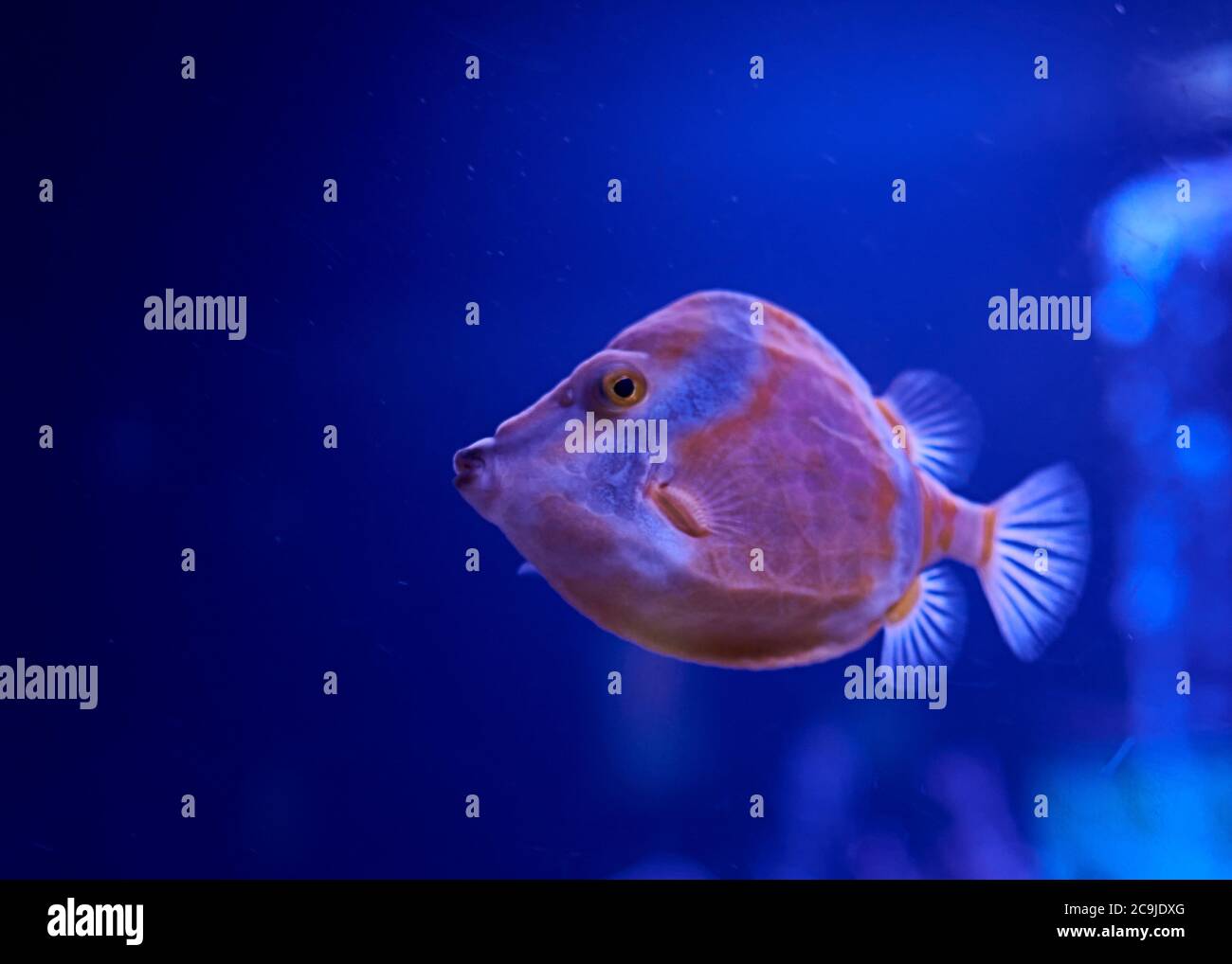 Raor fish hi-res stock photography and images - Alamy