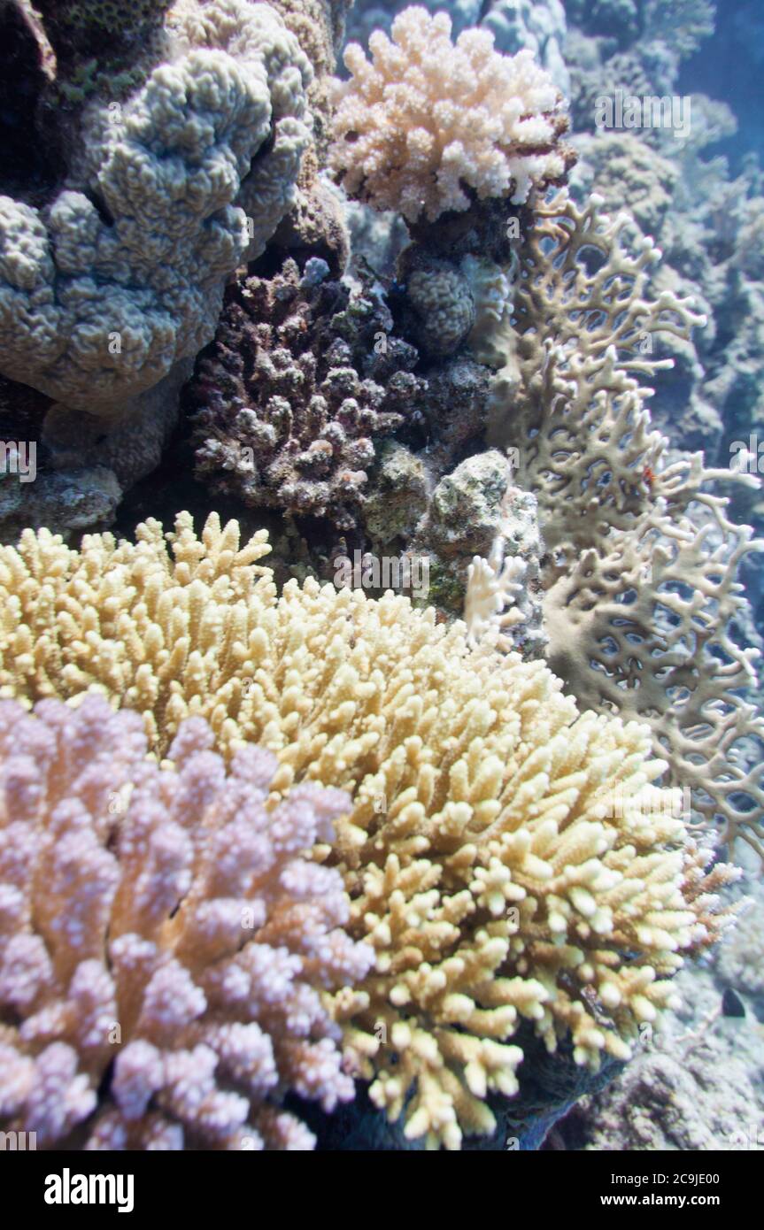 Coral formations hi-res stock photography and images - Alamy
